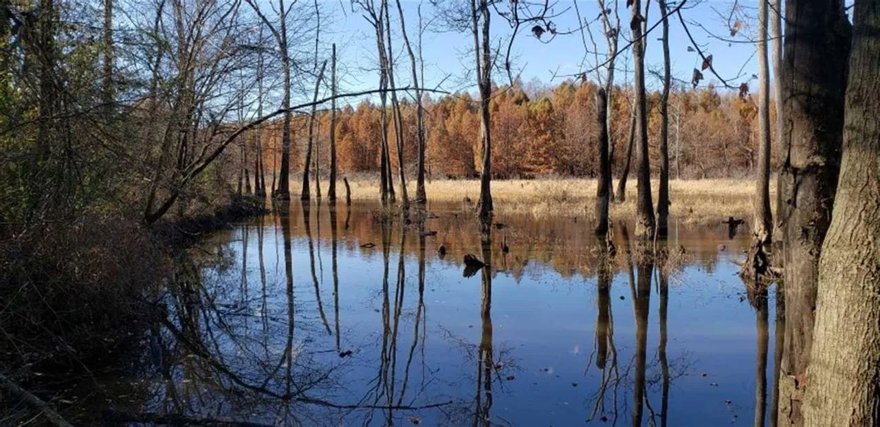 250+ AG LAND :TN RIVER BOTTOM. NATURAL SLOUGH, DUCK, DEER AND TURKEY ...
