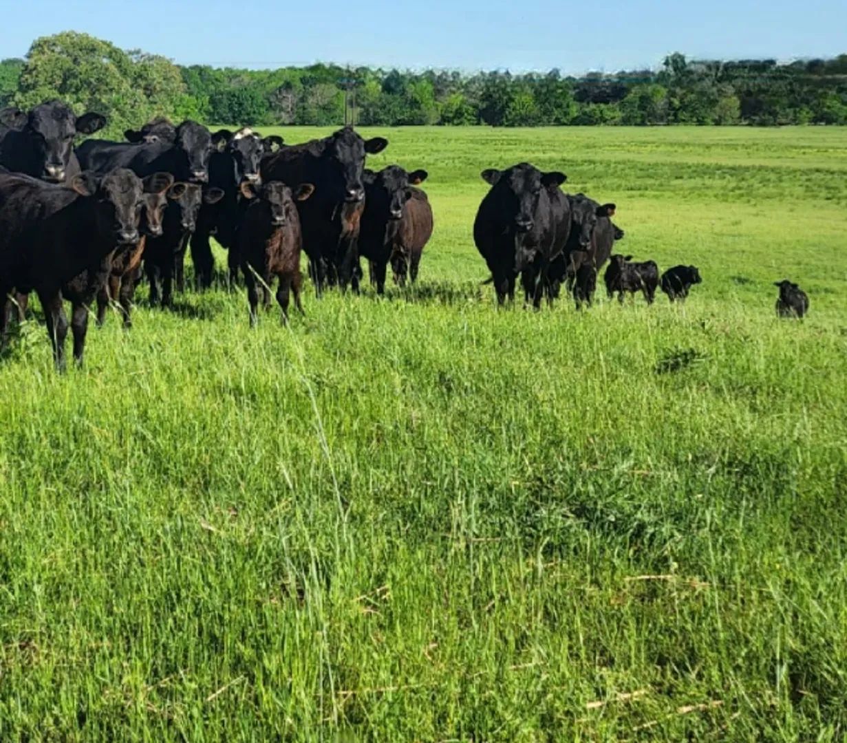 Whitton VZ Ranch - Ranch In Texas, Van Zandt County For Sale