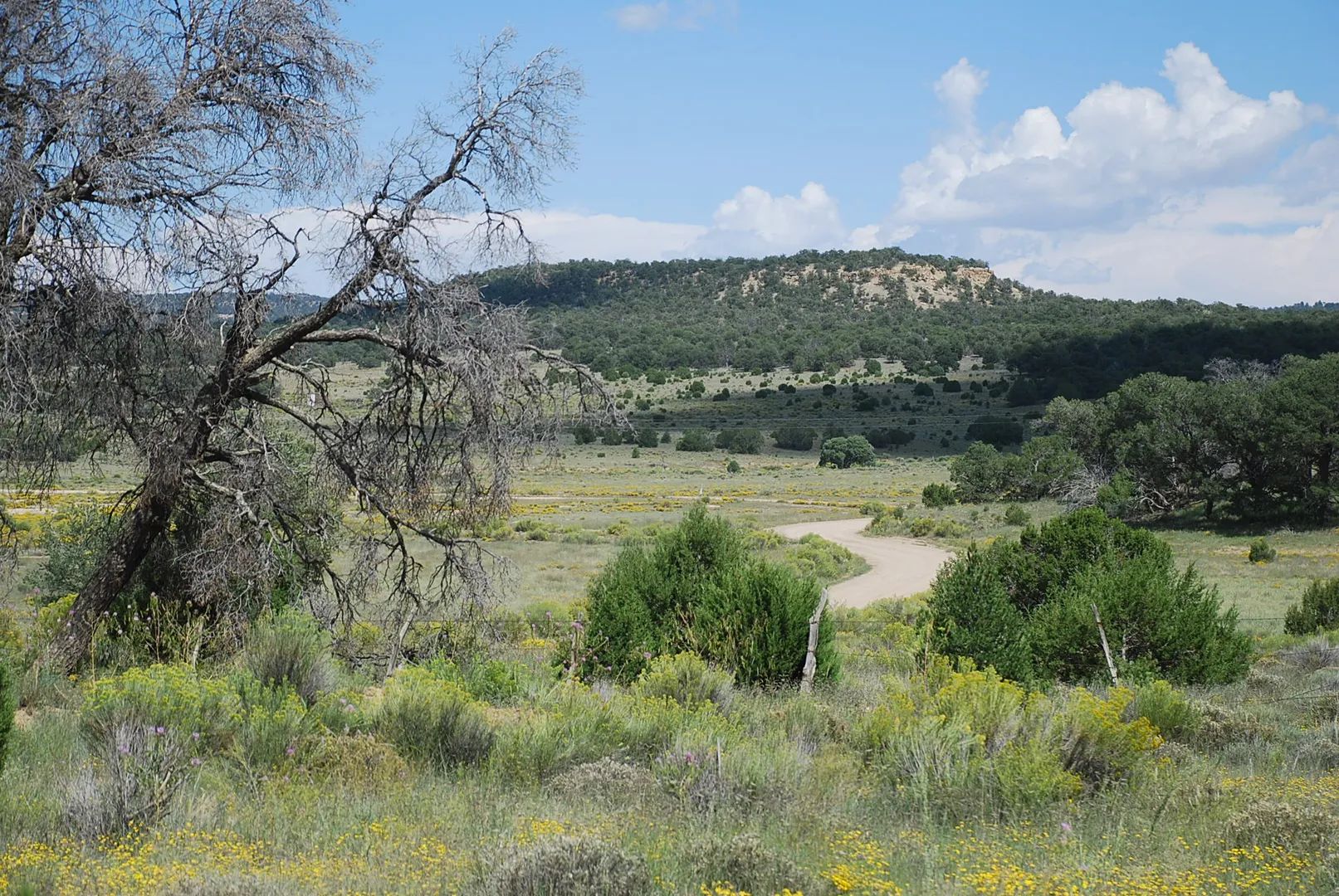 Wild Horse Ranch 10 Lots for Sale - Acreage In New Mexico, Catron ...