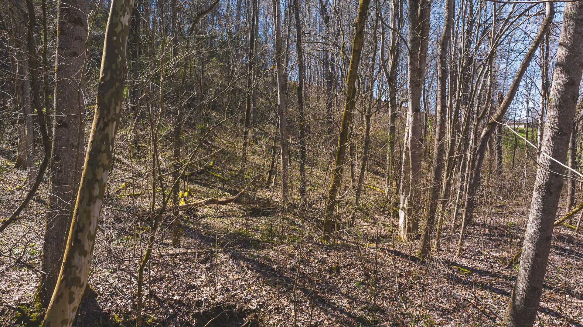 Untamed Tennessee Paradise: 10+ Acres, Spring Flow, Camper & Tiny Home ...