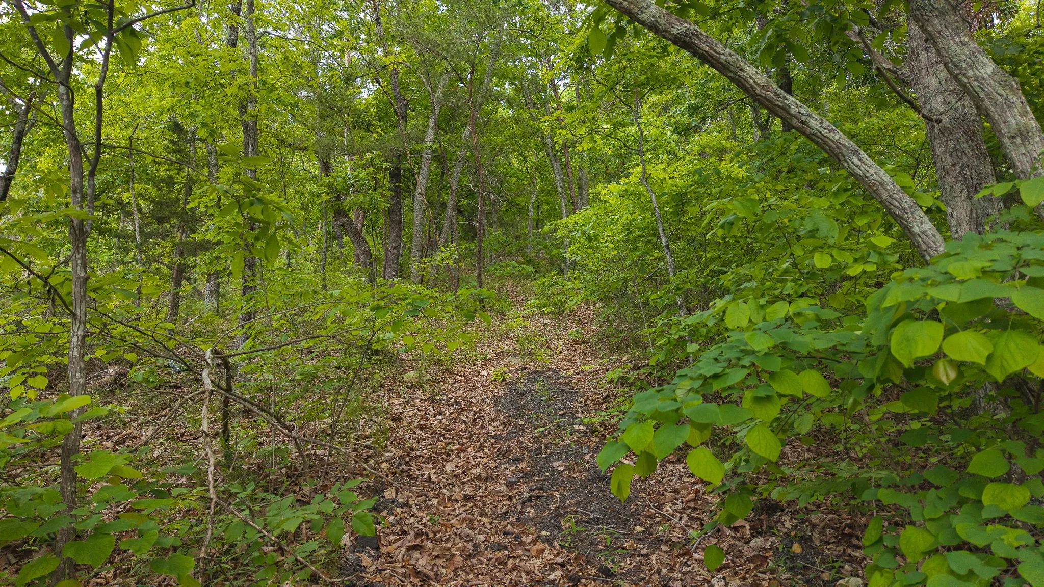 Above the Clouds: 24 Unrestricted Acres on Clinch Mountain with Views ...